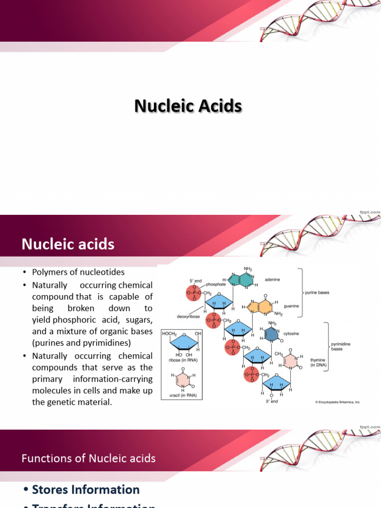 MC 2 Lesson VIa - Nucleic Acids | PDF | Nucleotides | Nucleic Acids