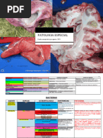 Características del exudado purulento | PDF | Infección | Medicina CLINICA
