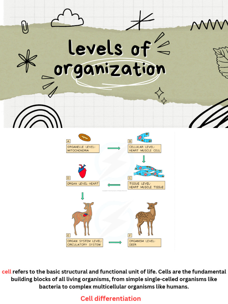 Levels of Organization | PDF