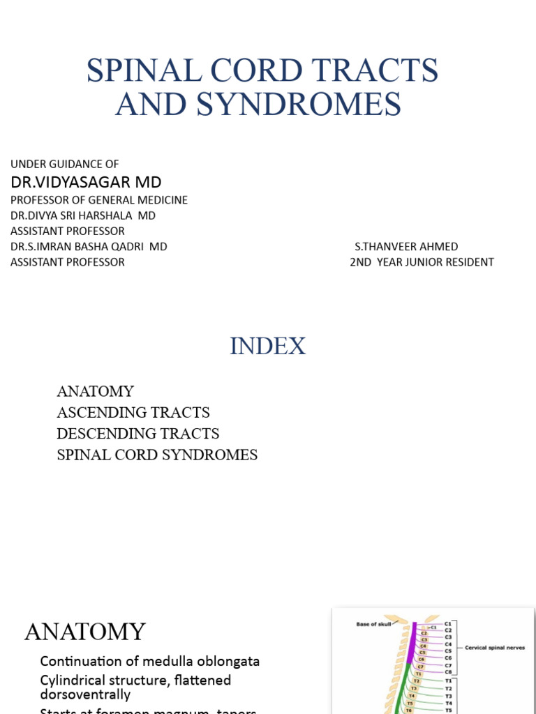 Spinal Cord Tracts and Syndromes | PDF | Spinal Cord | Anatomy