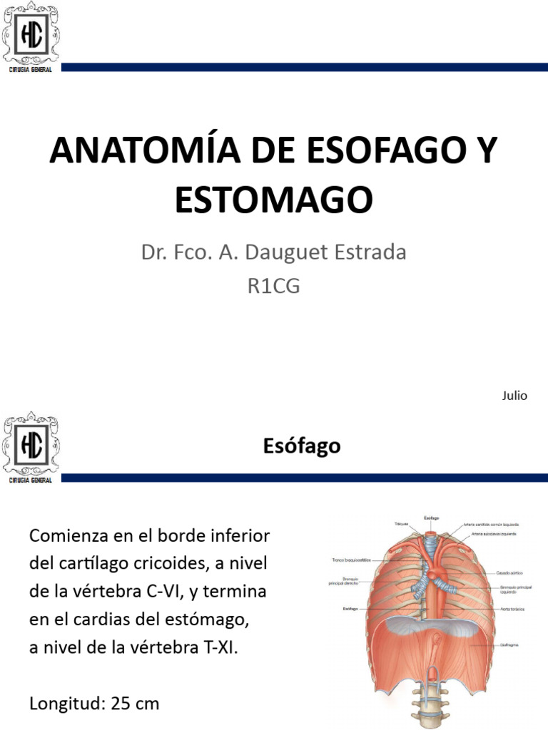 Anatomía del Esófago y Estómago | PDF | Estómago | Esófago