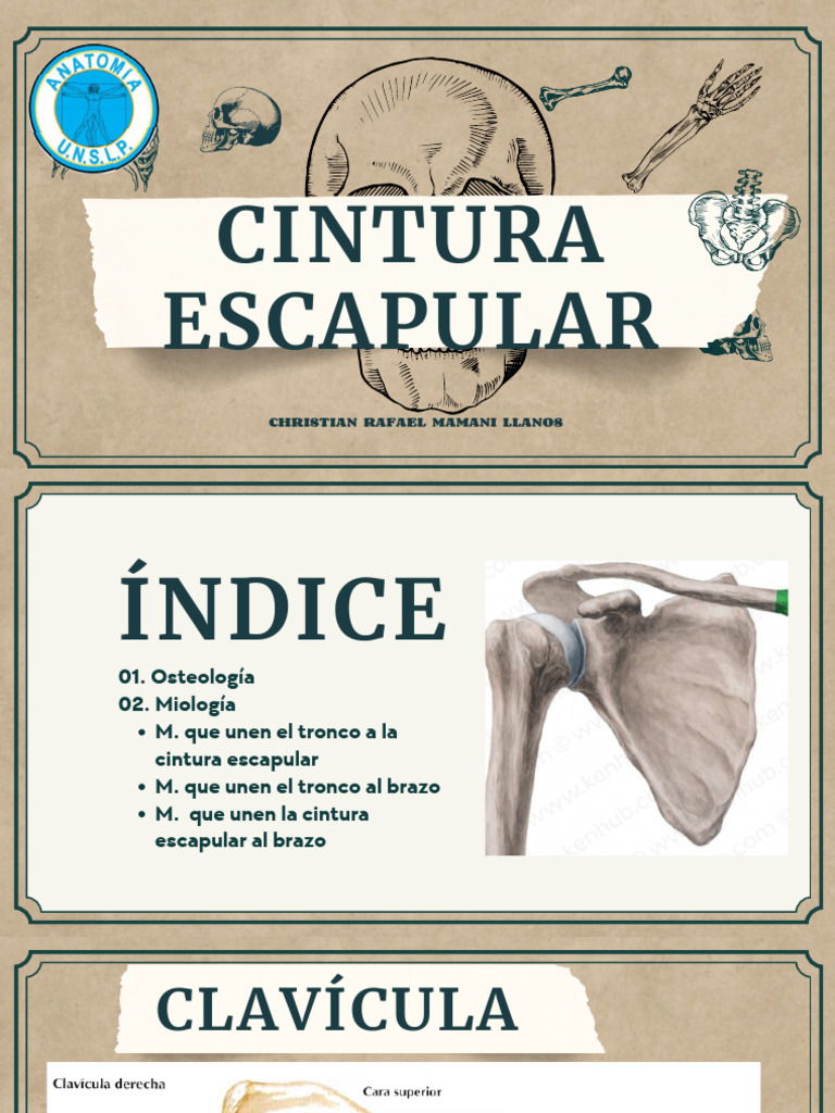Cintura Escapular Apuntes Chris | PDF | Articulaciones | Sistema ...