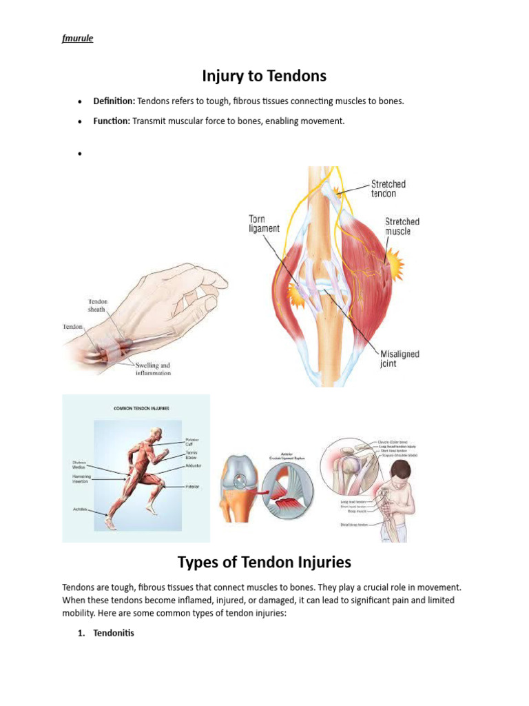 Injury To Tendons | PDF | Elbow | Tendon
