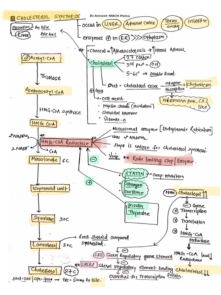 Cholesterol Synthesis | PDF