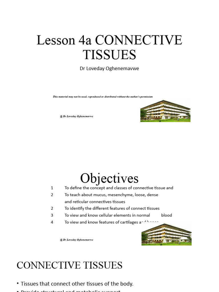 Lesson 4a Connective Tissues 1 | PDF | Connective Tissue | Skin