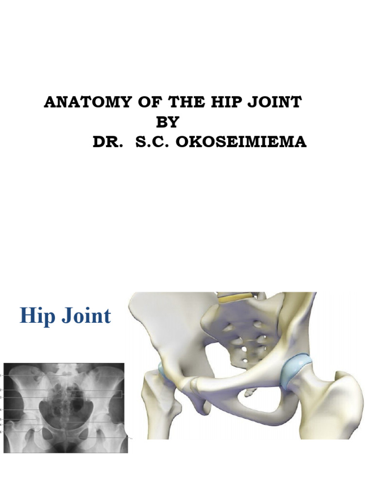 Hip Joint Mbbs Lecture Pdf Hip Pelvis