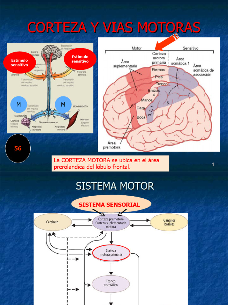 Sistema Motor | PDF | Cerebelo | Sistema nervioso