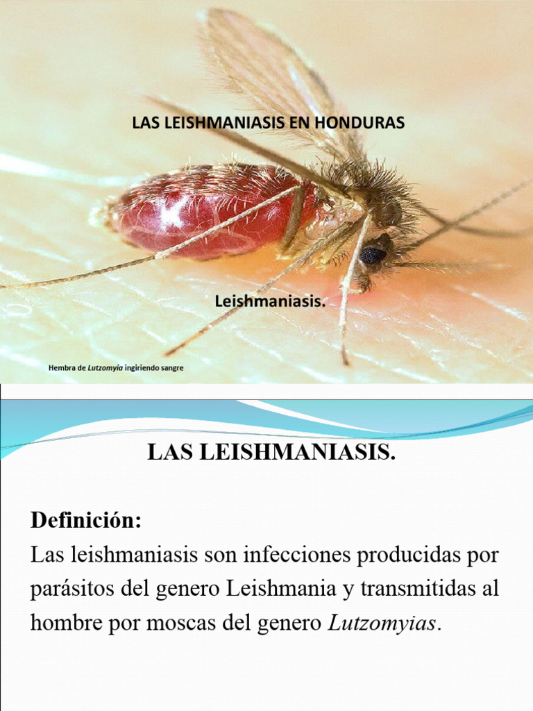 Leishmaniasis: Vectores y Tratamientos en Honduras | PDF ...