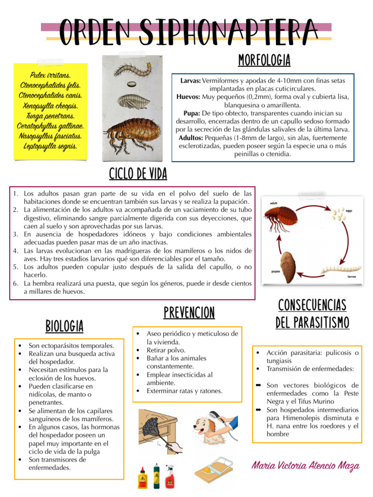 Ciclo y Control de Pulgas: Siphonaptera | PDF