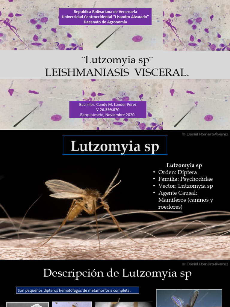 Leishmaniasis Visceral | PDF | Mosca | Medicina CLINICA
