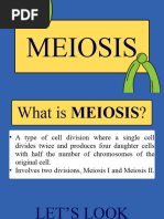 Meiosis: PMAT Stages Explained | PDF