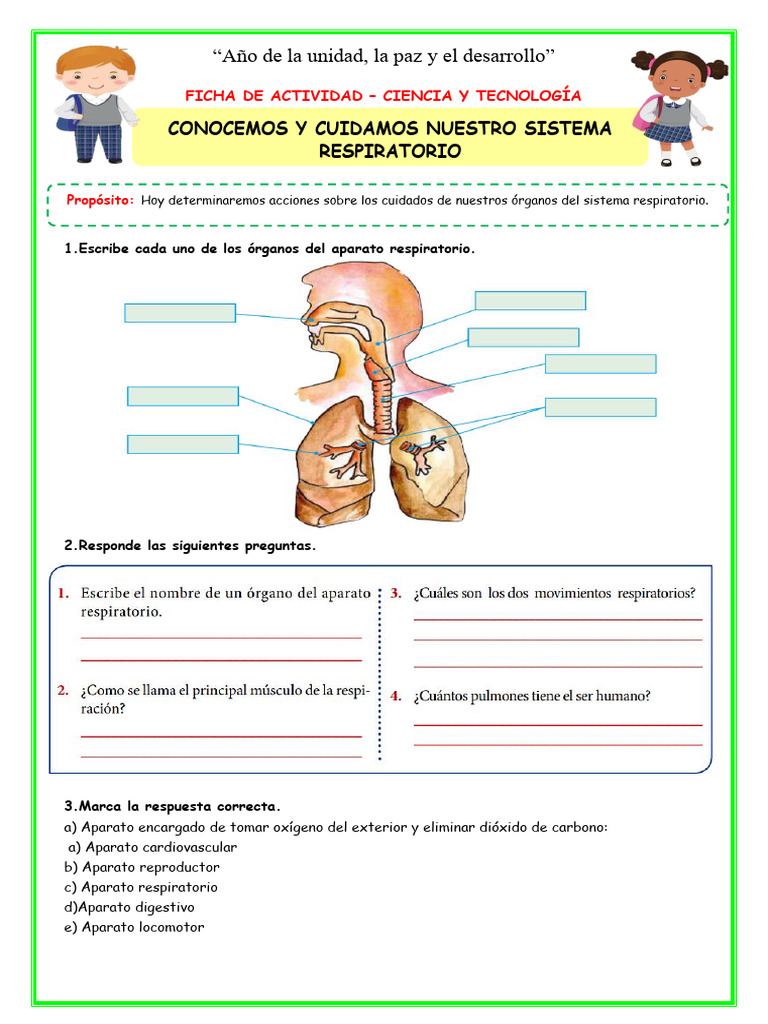 Cuidado del Sistema Respiratorio | PDF | Sistema respiratorio | Pulmón