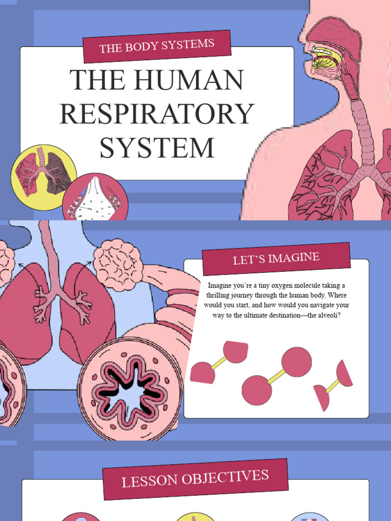 The Respiratory System Educational Presentation in Blue, Yellow, and ...