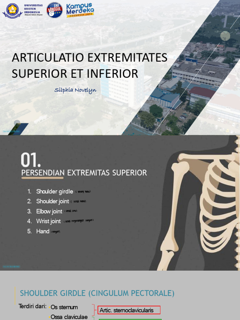 Persendian Extremitas Superior - Inferior | PDF