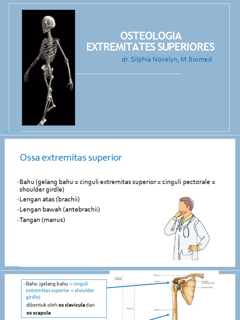 Osteologi Extremitas Superior | PDF