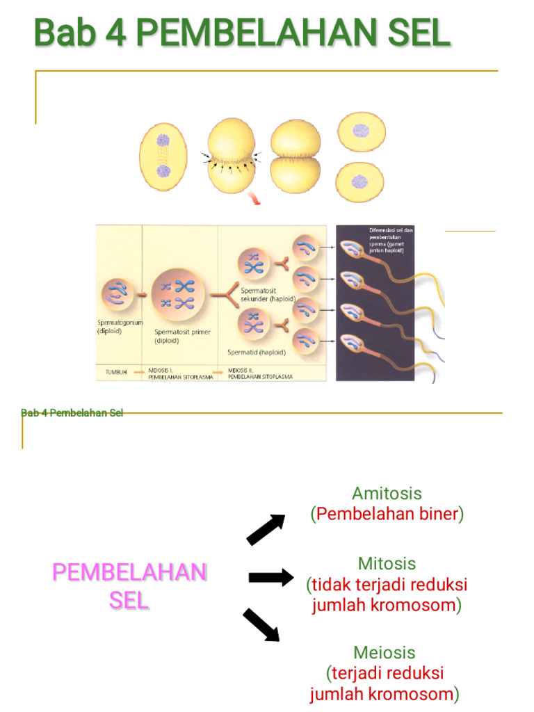 Bab 4 Pembelahan Sel | PDF