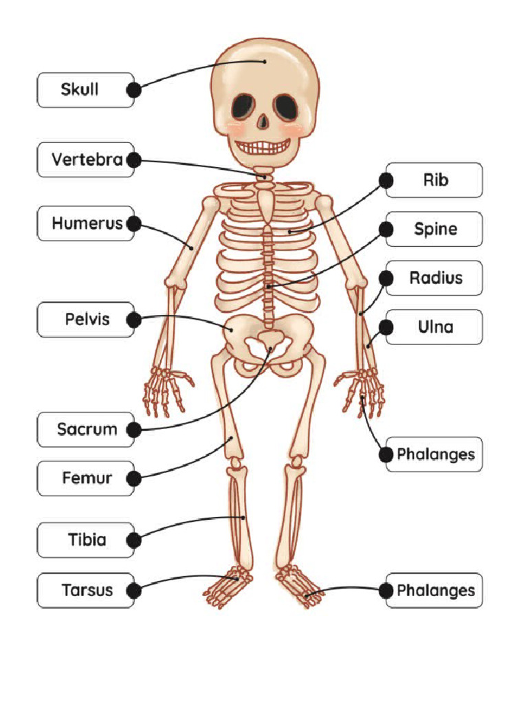 Labeled Bones | PDF
