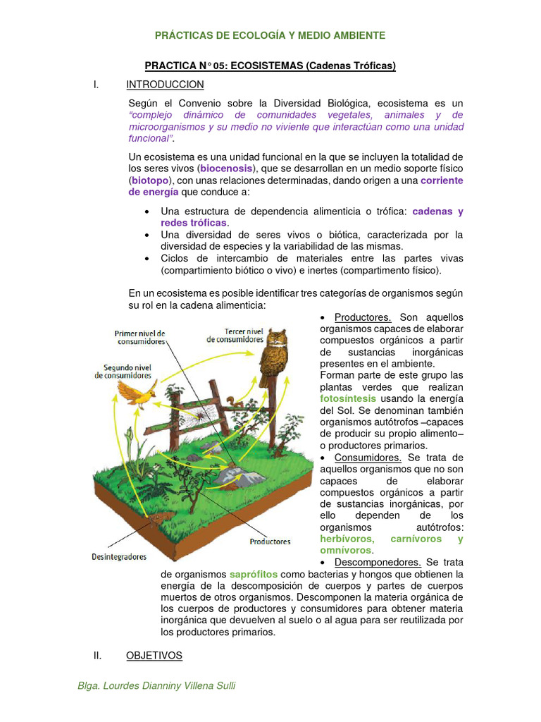 Practica N-5 Ecosistemas | PDF | Ecosistema | Red alimentaria