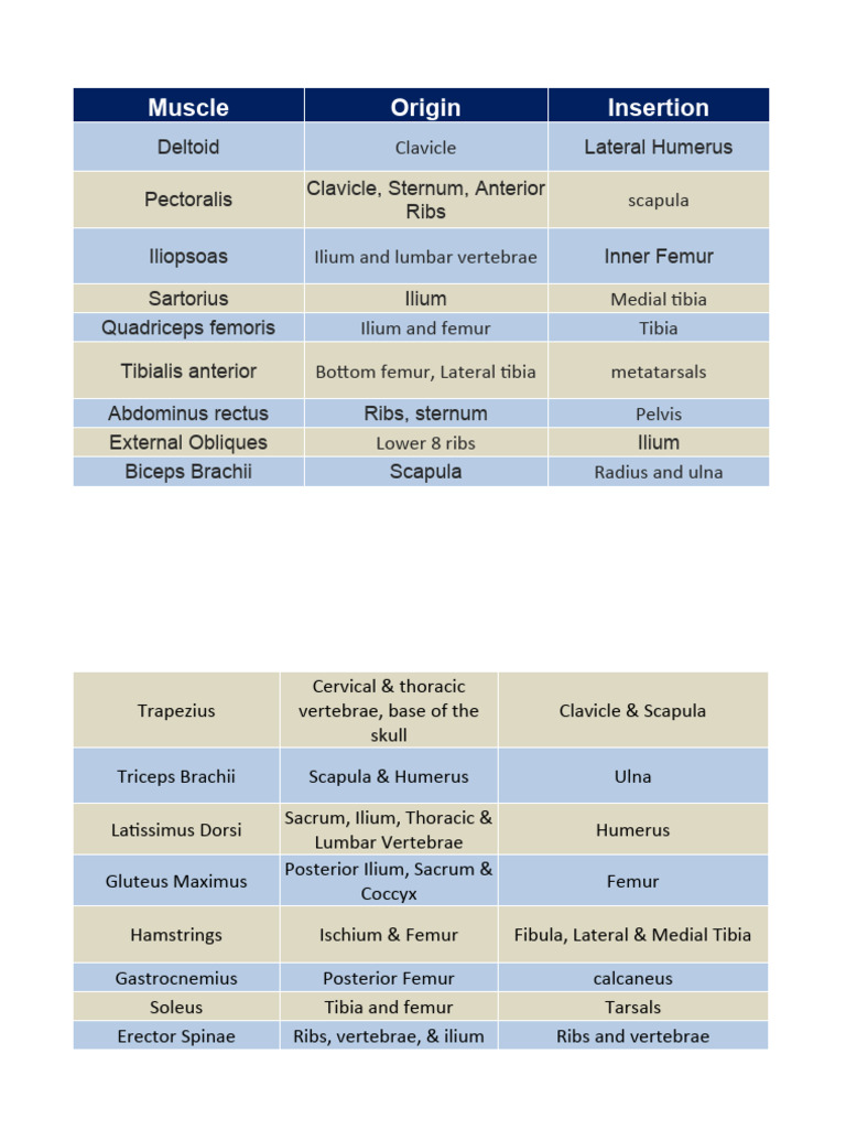Origin & Insertion of Muscles | PDF