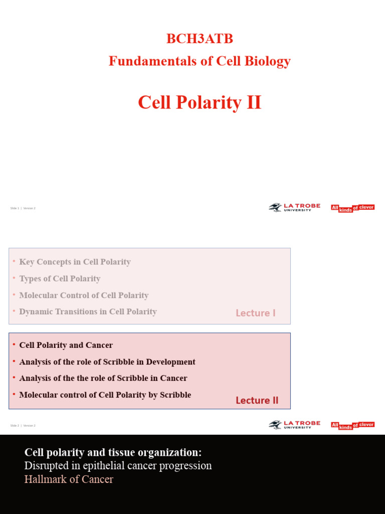 Scribble's Role in Cell Polarity and Cancer | PDF | Gene Knockout | Cancer