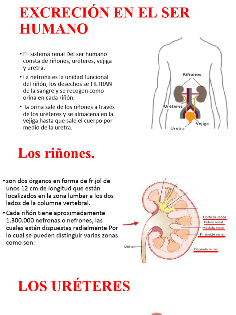 Excresion en El Ser Humano | PDF | Riñón | Urología