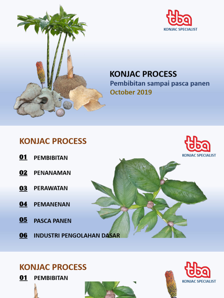 Proses Budidaya Konjac Lengkap | PDF | Sains & Matematika | Teknologi ...