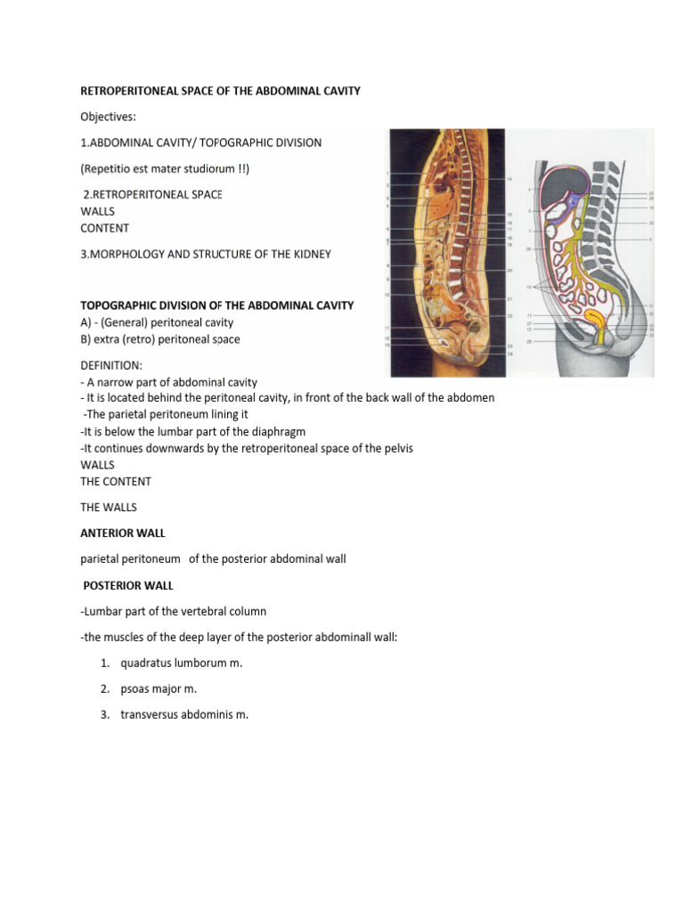 Retroperitoneal Space of The Abdominal Cavity | PDF | Kidney | Abdomen