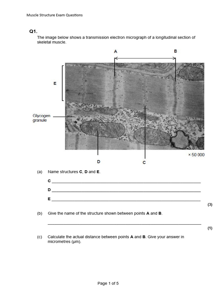 Muscle Structure Exam Questions | PDF | Musculoskeletal System | Cell ...