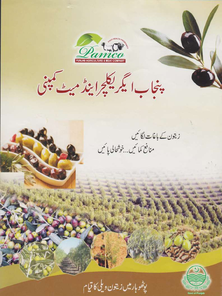 Olive Brochure | PDF