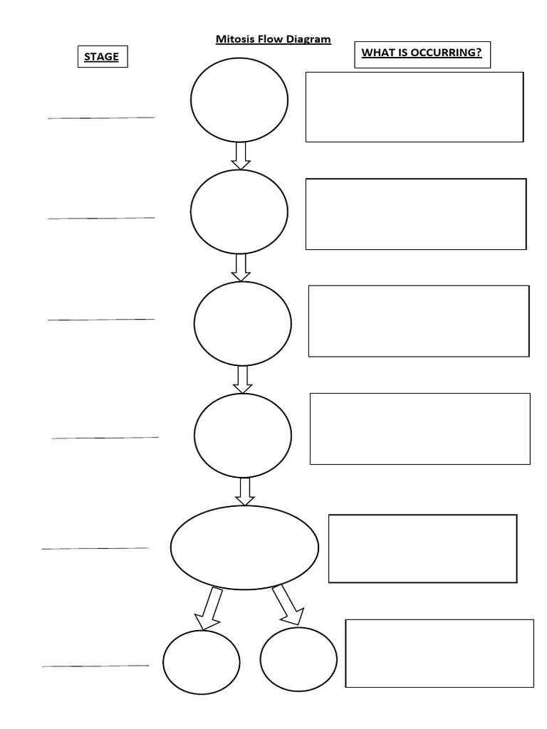 MitosisFlowDiagram 1 | PDF