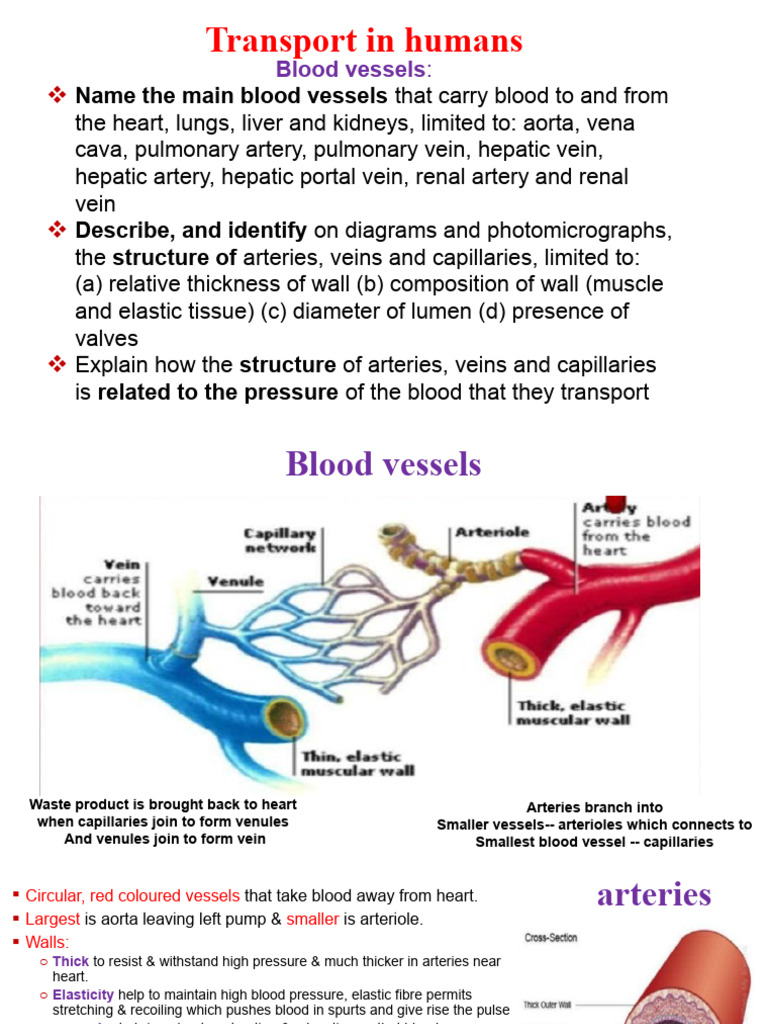 Blood Vessels | PDF | Artery | Vein