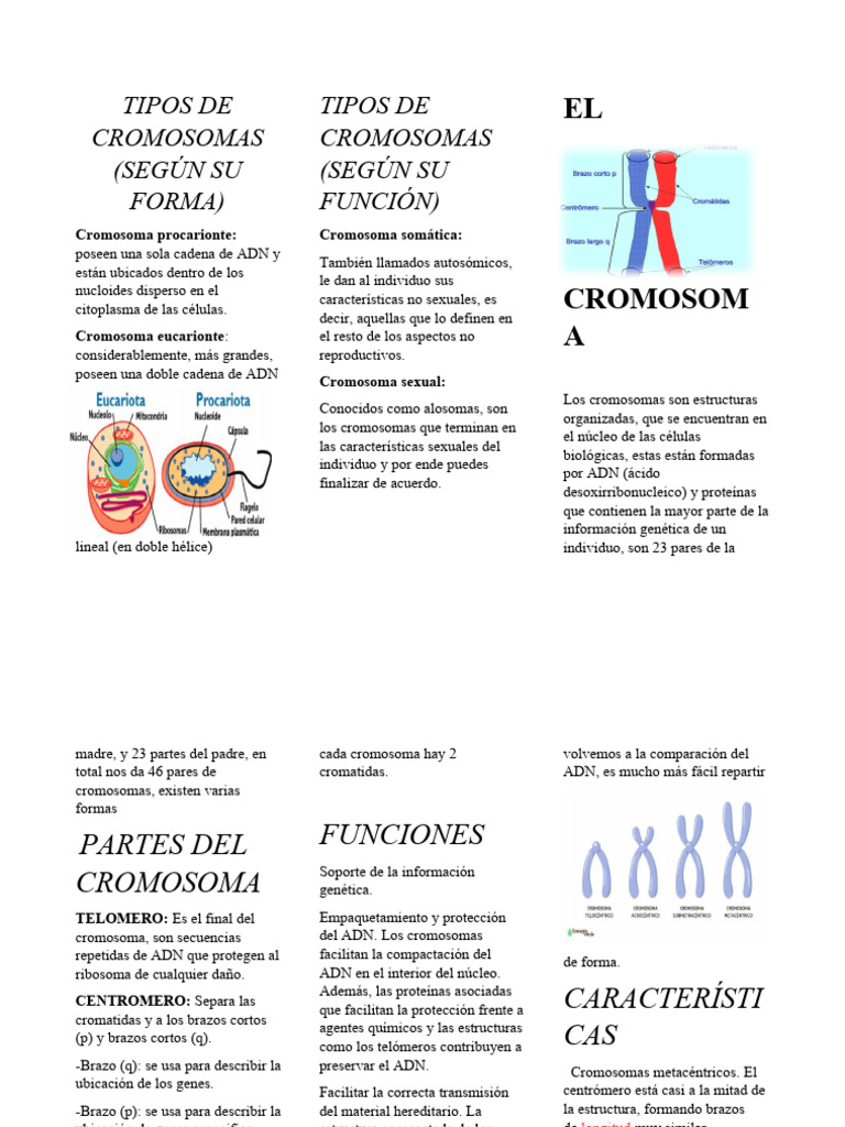 Tipos de Cromosomas | PDF | Cromosoma | Adn