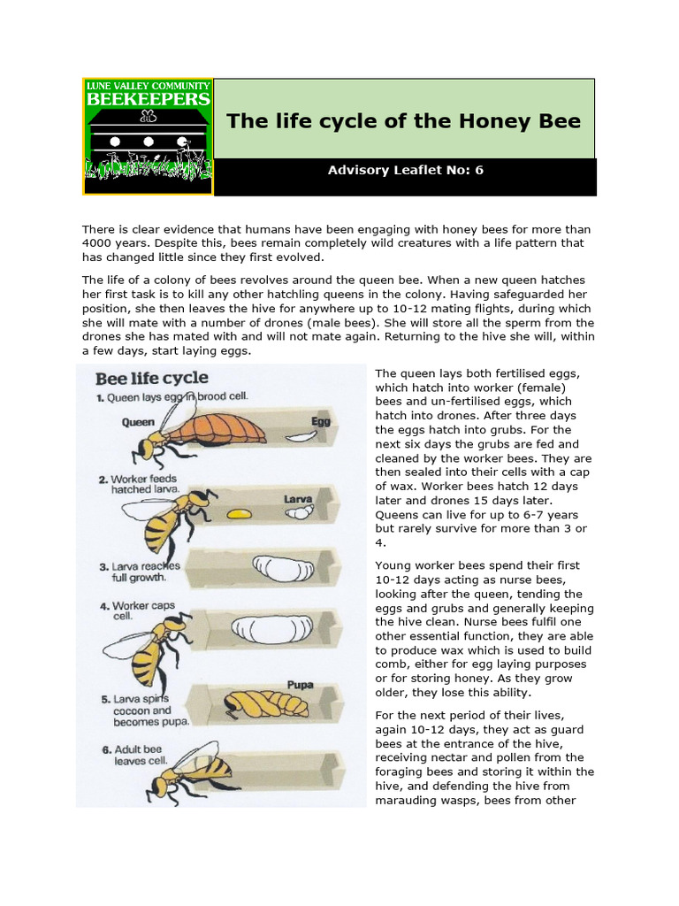 No 6 The Life Cycle of The Honey Bee | PDF | Honey Bee | Bees