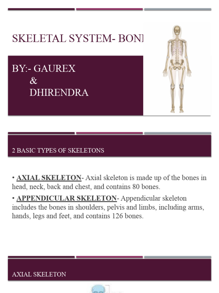 GK Skeletal System - Bones | PDF | Bone | Skeleton