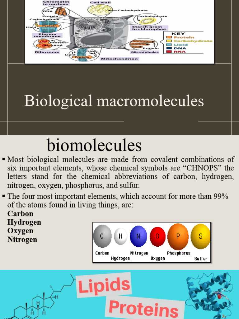 Biological Macromolecules | PDF | Carbohydrates | Fat