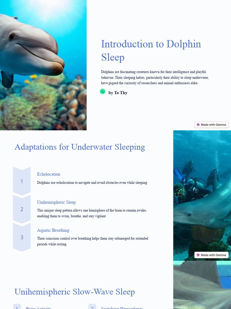 Introduction To Dolphin Sleep | PDF | Sleep | Dolphin