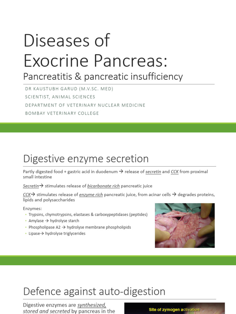 Exocrine Pancreas Diseases Overview | PDF | Pancreas | Trypsin