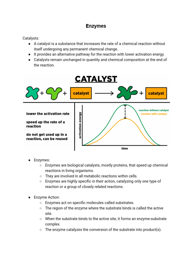 Enzymes Grade 10 | PDF | Enzyme | Active Site