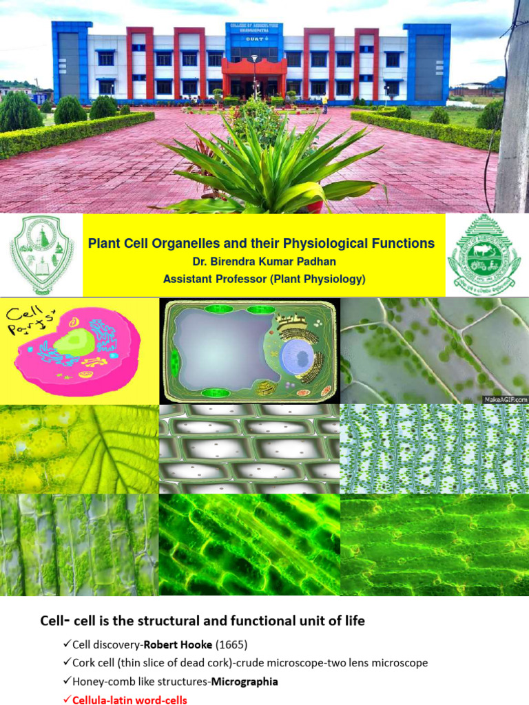 Plant Cell Organelles Explained | PDF | Cell (Biology) | Endoplasmic ...