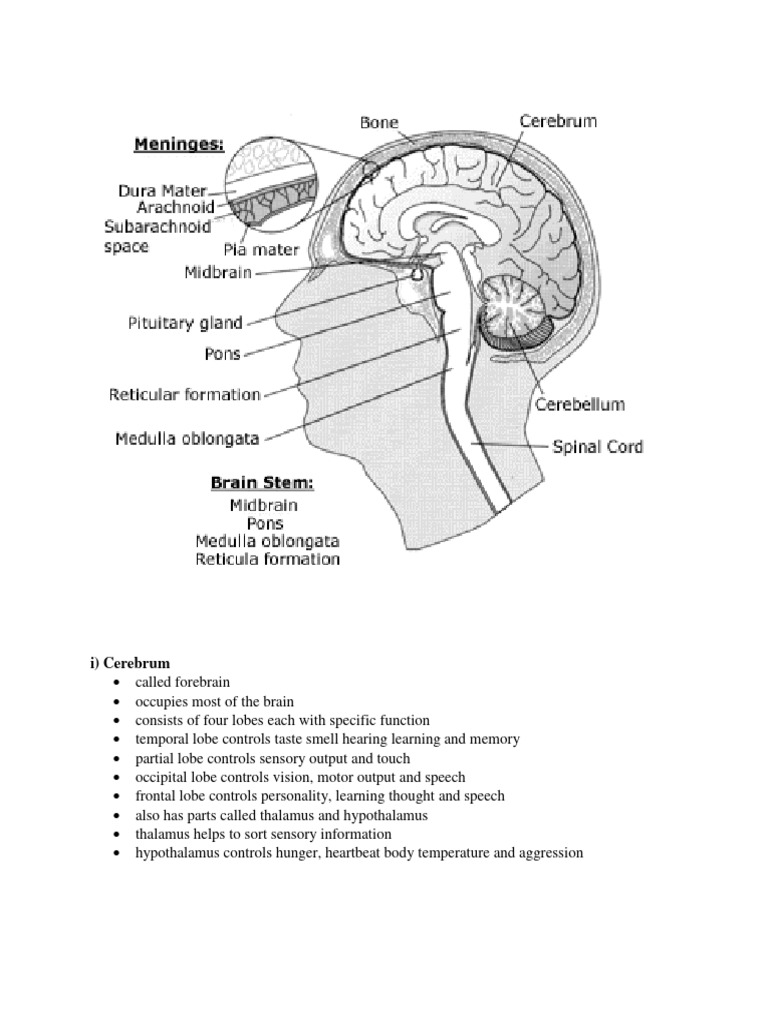 The Brain | PDF
