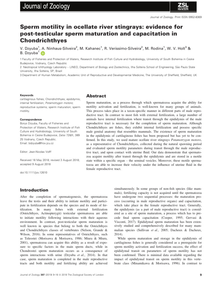 Sperm Motility in Ocellate River Stingrays - Evidence For Post ...
