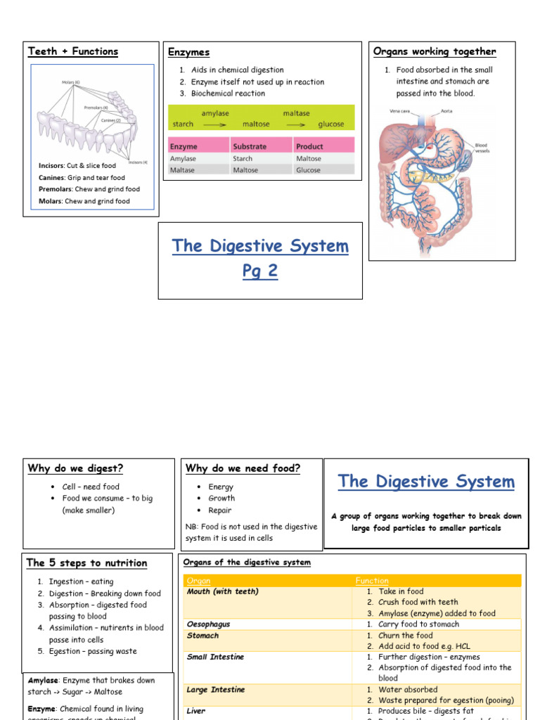 The Digestive System Chapter 4 | PDF | Digestion | Human Digestive System