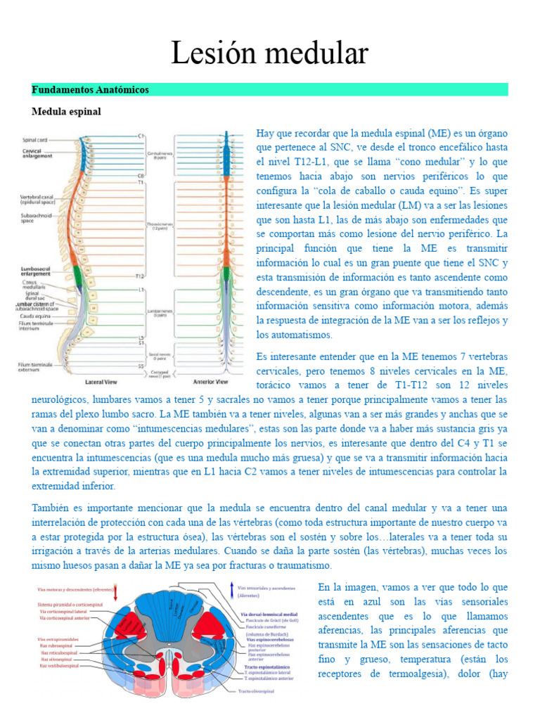 Lesión Medular | PDF | Médula espinal | Materia gris