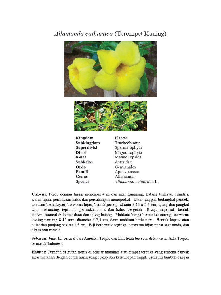 Allamanda Cathartica | PDF | Griya & Taman