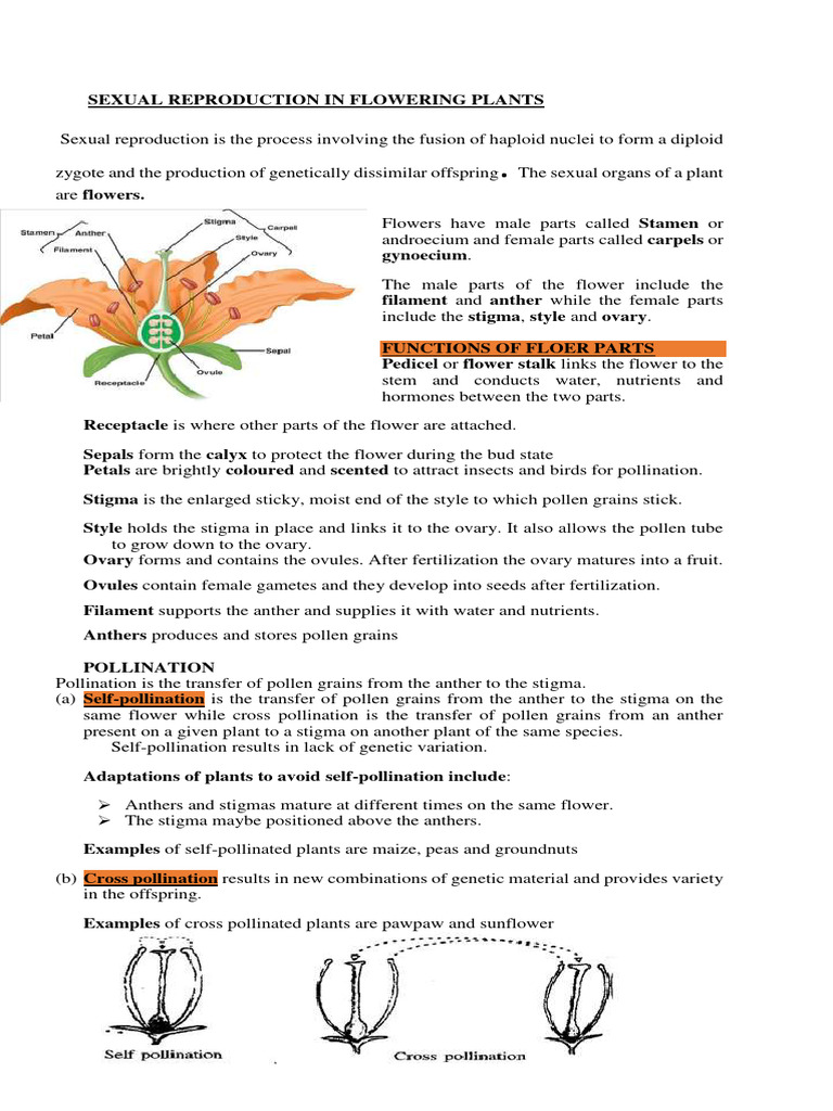 Sexual Reproduction in Flowering Plants | PDF | Flowers | Pollination