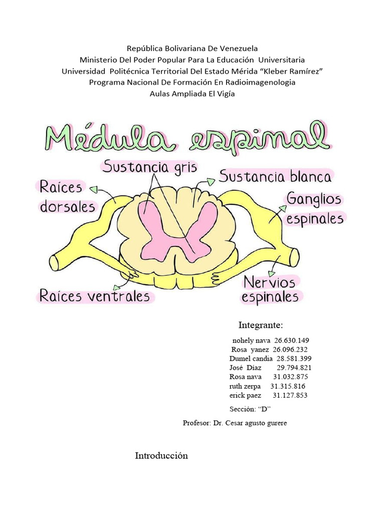 Importancia y Anatomía de la Médula Espinal | PDF | Fluido ...