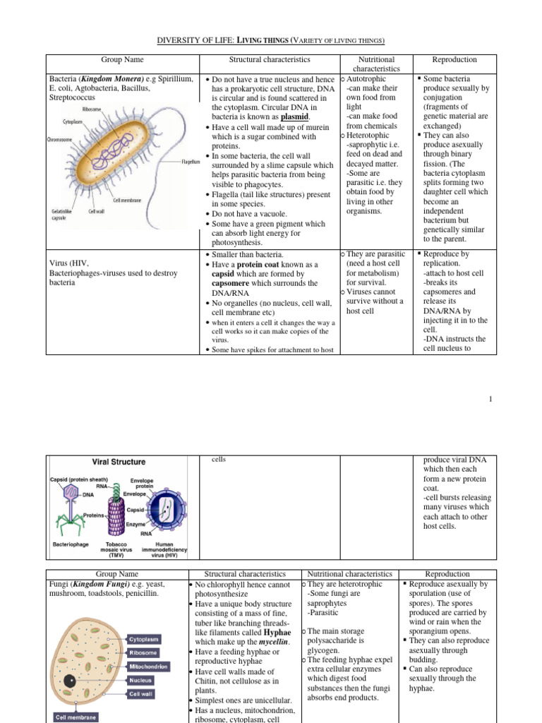 diversity of living things | PDF | Cell (Biology) | Bacteria
