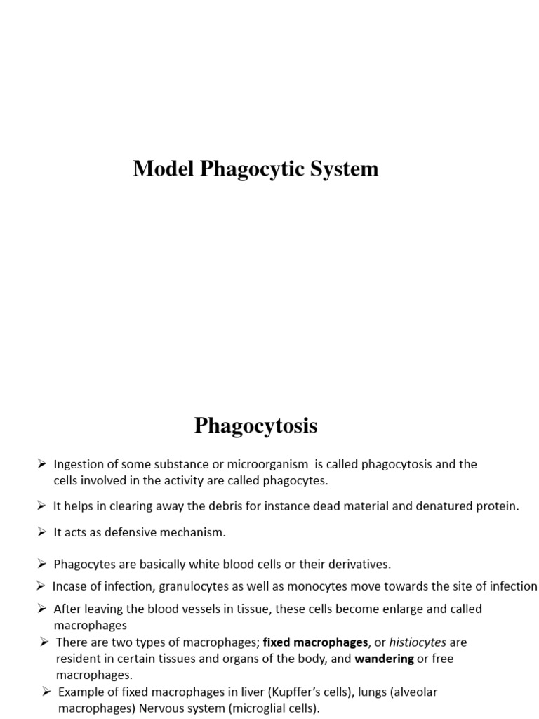 Model Phagocytic System Practical 5 | PDF | Phagocyte | Macrophage