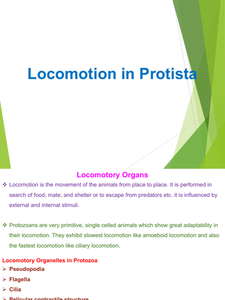Locomotion Mechanisms in Protista | PDF | Sexual Reproduction ...
