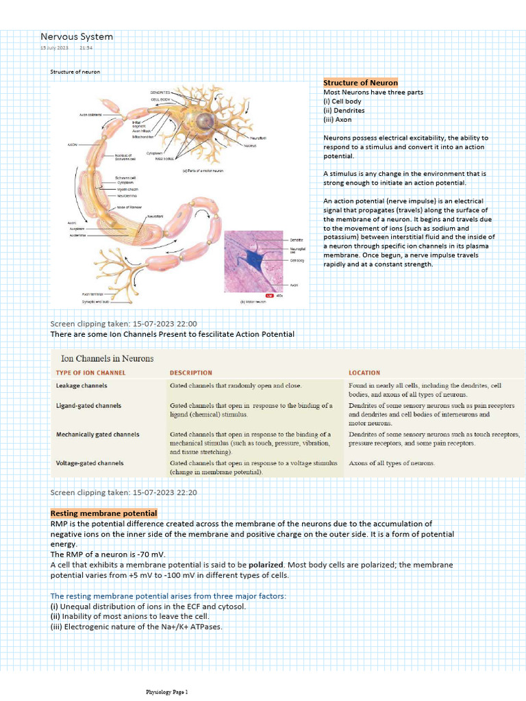 Nervous System | PDF | Chemical Synapse | Action Potential
